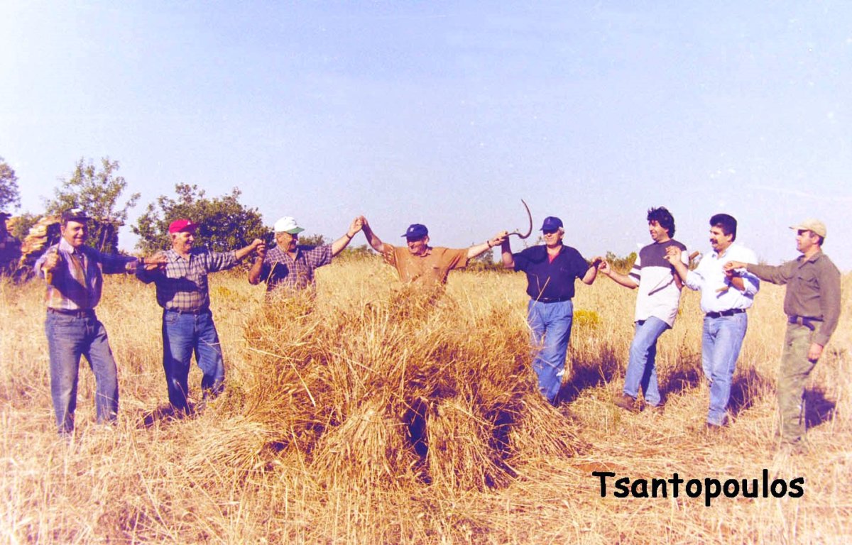 Ο θερισμός και το αλώνισμα του σιταριού στην Ανατολή Αγιάς - LarissaPress