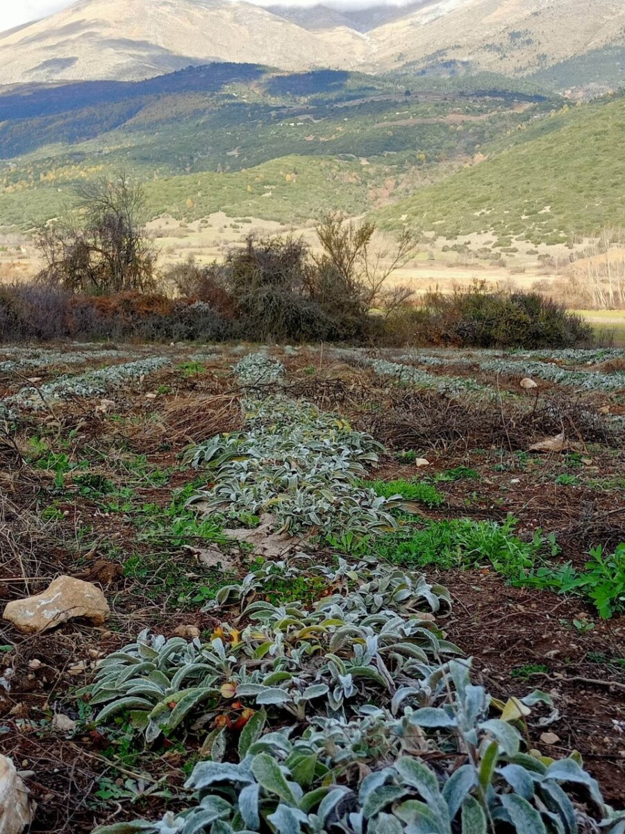 Εκπαιδευτική ημερίδα με θέμα τα αρωματικά φαρμακευτικά φυτά του Ολύμπου ...