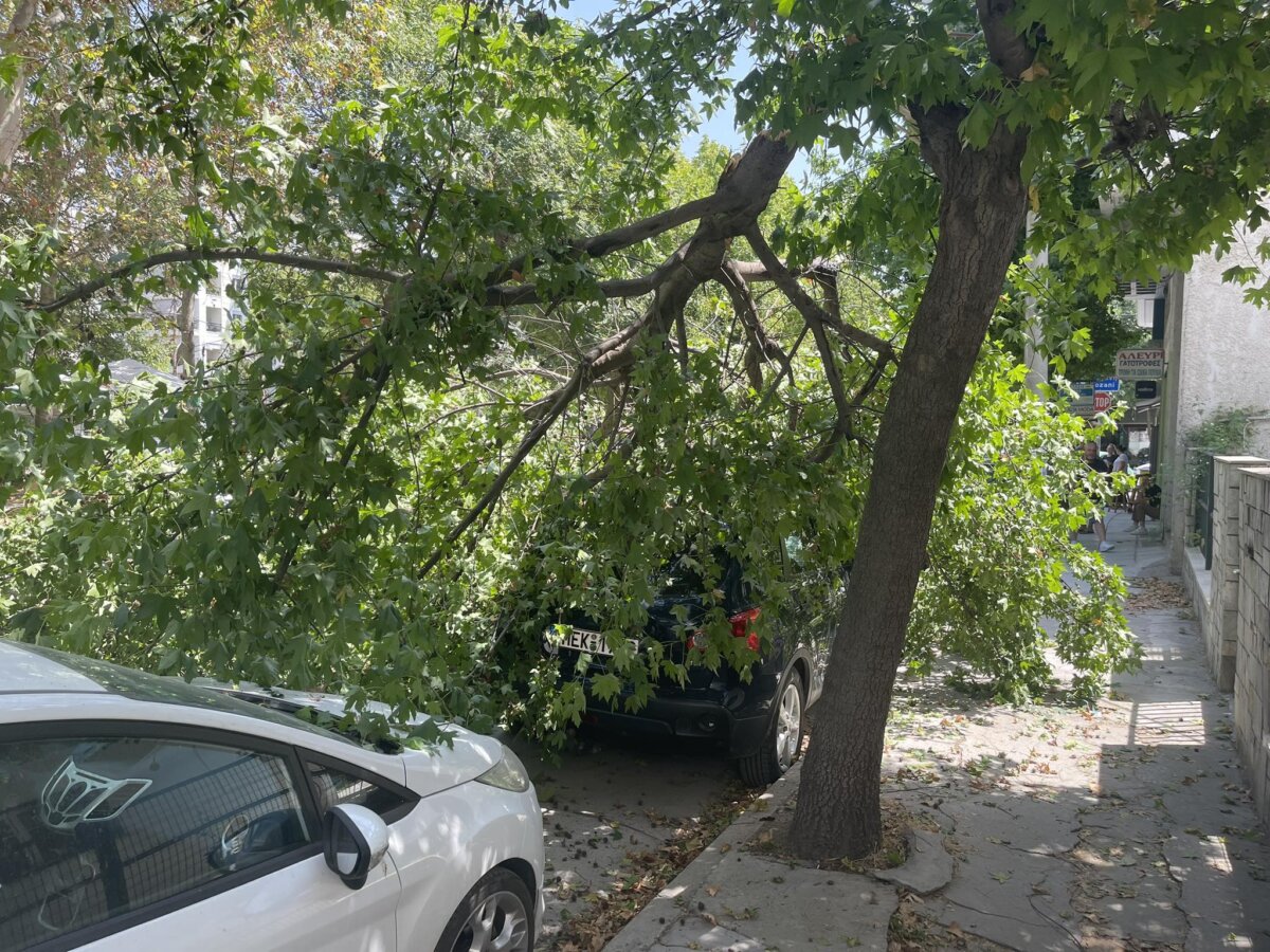 Πτώση δέντρου προκάλεσε αναστάτωση στο κέντρο της Λάρισας (φωτο ...