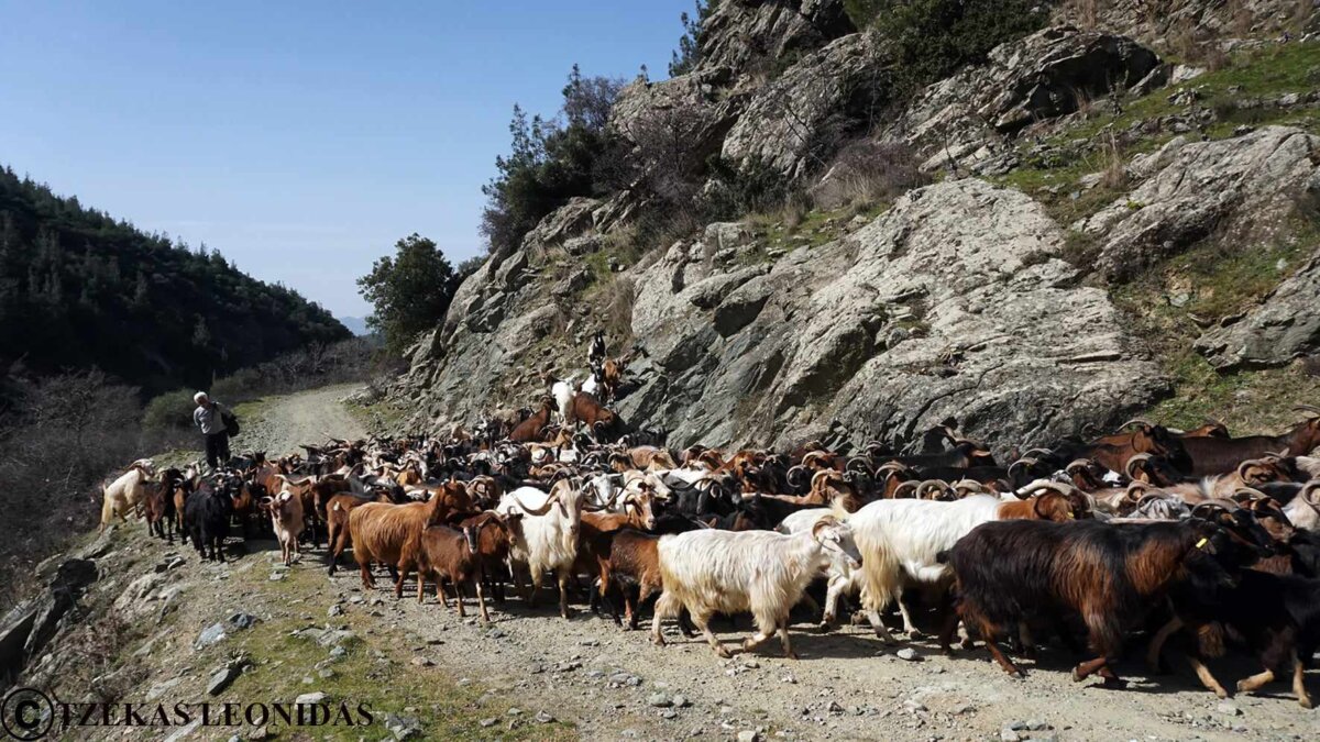 ΥπΑΑΤ: Παρεμβάσεις 2 δισ. για τη στήριξη της κτηνοτροφίας - LarissaPress