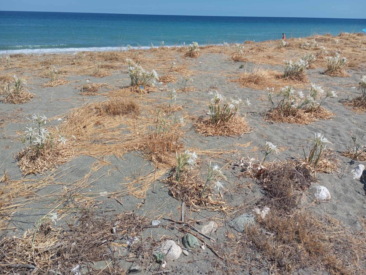 Ένας κήπος με κρίνα της θάλασσας στον Αγιόκαμπο (φωτο) - LarissaPress