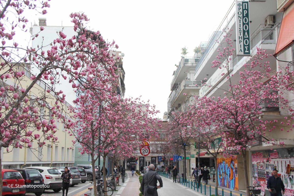 Μύρισε... άνοιξη στη Λάρισα - LarissaPress