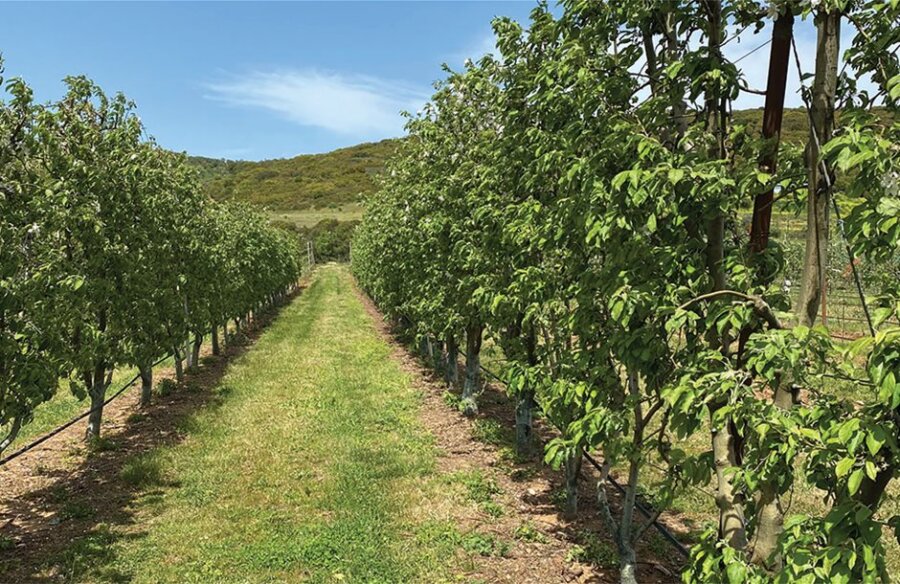 Επιστολή της Αντιδημαρχίας Αγροτικής Ανάπτυξης του Δήμου Κιλελέρ προς ...
