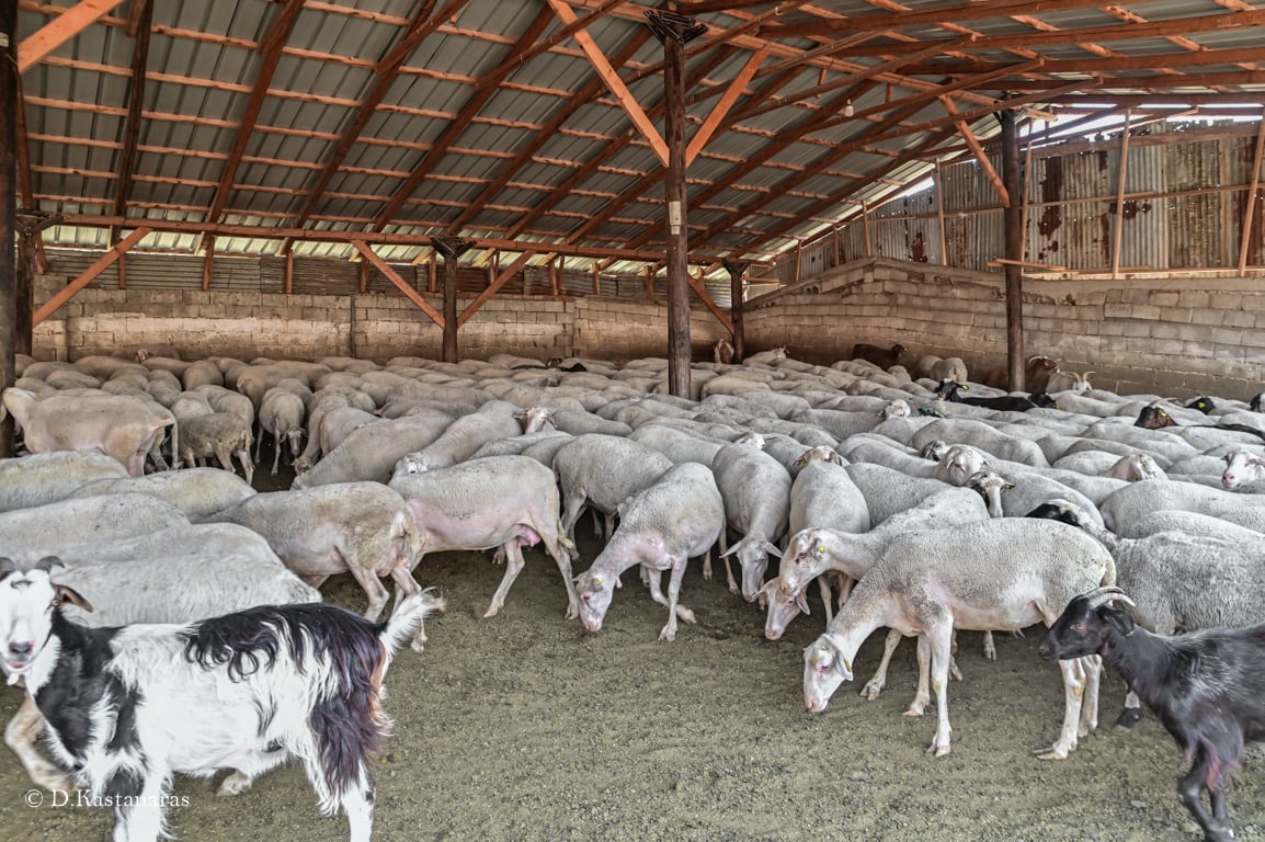 Συμβολική διαμαρτυρία κτηνοτρόφων στην Κτηνιατρική Δ/νση Θεσσαλίας ...